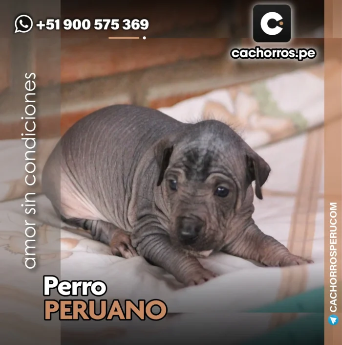 Venta de Perro Peruano sin Pelo | Cachorros Nacionales